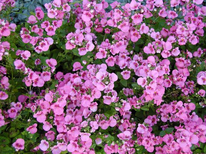 Diascia integerrima 'Lavender Pink' Twinspur from Plantworks Nursery