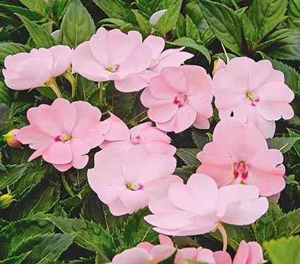 Impatiens 'Sunpatiens Blush Pink' Impatiens from Plantworks Nursery