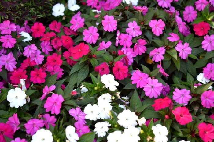 Impatiens 'Sunpatiens Mix' Impatiens from Plantworks Nursery
