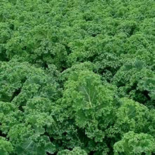 Kale 'Snowbor' Kale from Plantworks Nursery