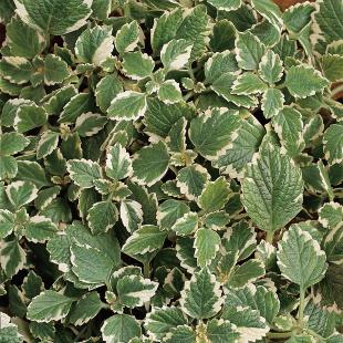 Plectranthus coleoides 'Variegata' Plectranthus 'Variegata' from ...