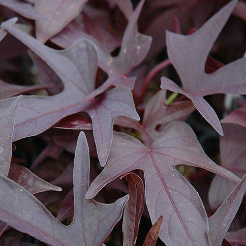 Ipomoea batatas 'NCORNSP-024SCRI' Sweet Potato Proven Accents® Sweet ...
