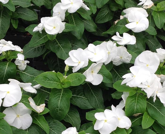 Vinca 'Valiant White' Periwinkle - Madagascar from Plantworks Nursery
