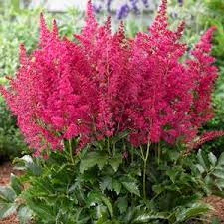 Astilbe chinensis 'VersRed' Astilbe Younique™ Ruby Red from Plantworks ...