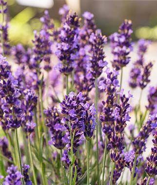 Lavandula angustifolia 'Forever Blue' Lavender 'Forever Blue' from ...