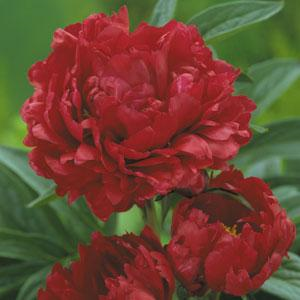 Peony 'Red Magic' Peony from Plantworks Nursery