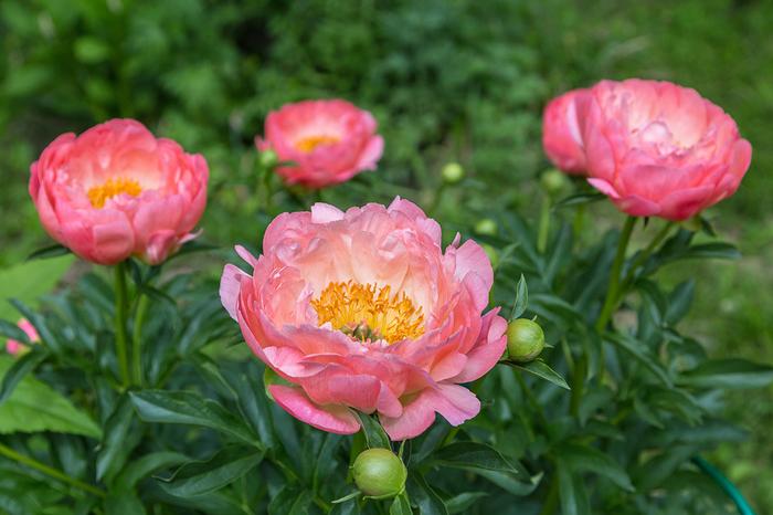 Paeonia lactiflora 'Pink Hawaiian Coral' Peony 'Pink Hawaiian Coral ...