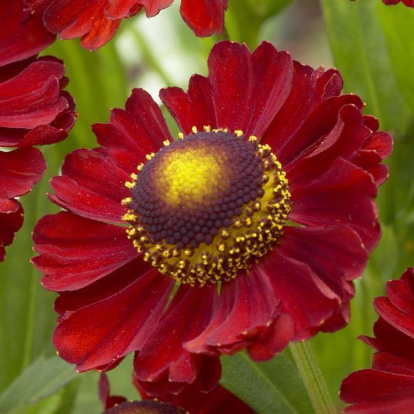 Helenium 'Ruby Tuesday' Sneezewood from Plantworks Nursery