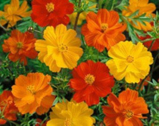 Cosmos sulphureus 'Cosmic Mix' Cosmos 'Cosmic Mix' from Plantworks Nursery