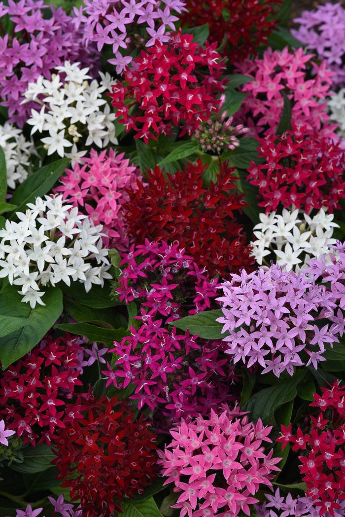 Penta lanceolata Penta Lucky Star® Mix from Plantworks Nursery