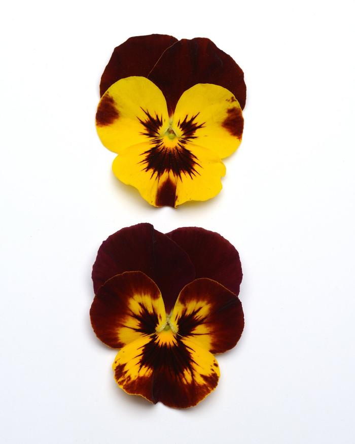 Pansy 'Cool Wave Fire' Spreading Pansy from Plantworks Nursery