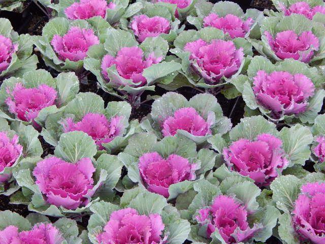 Kale 'Pigeon Purple' Flowering Cabbage from Plantworks Nursery