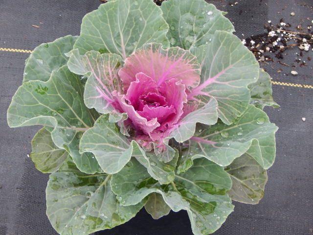 Kale 'Pigeon Red' Flowering Cabbage from Plantworks Nursery