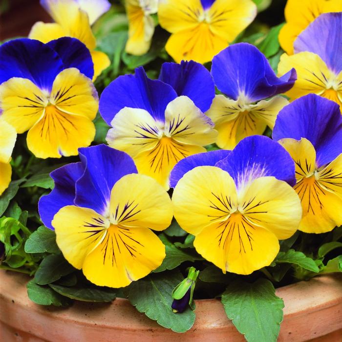 Pansy 'Matrix Morpheus' Pansy from Plantworks Nursery