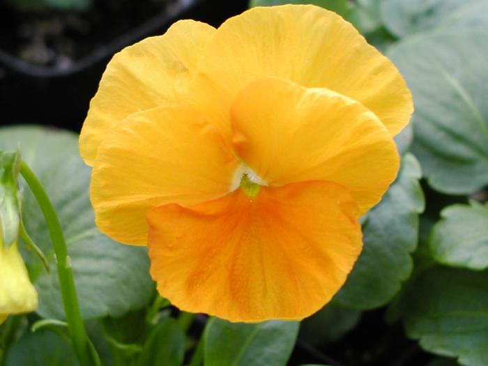 Pansy 'Matrix Orange' Pansy from Plantworks Nursery