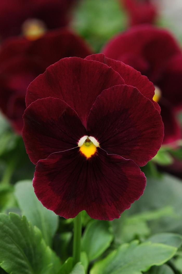 Pansy 'Matrix Rose' Pansy from Plantworks Nursery