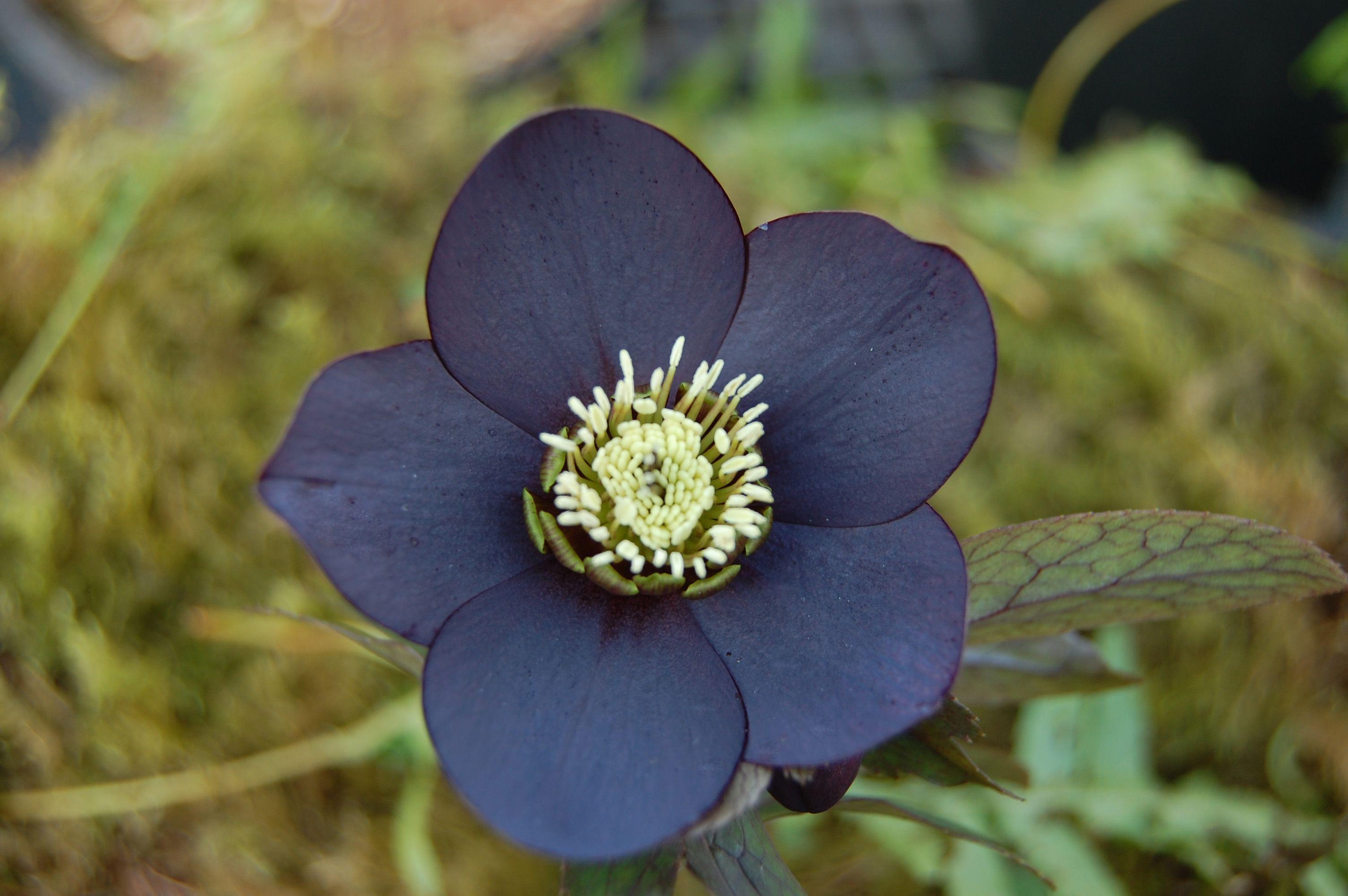 Helleborus x hybridus 'Black Diamond' Helleborus Winter Jewels® Black ...