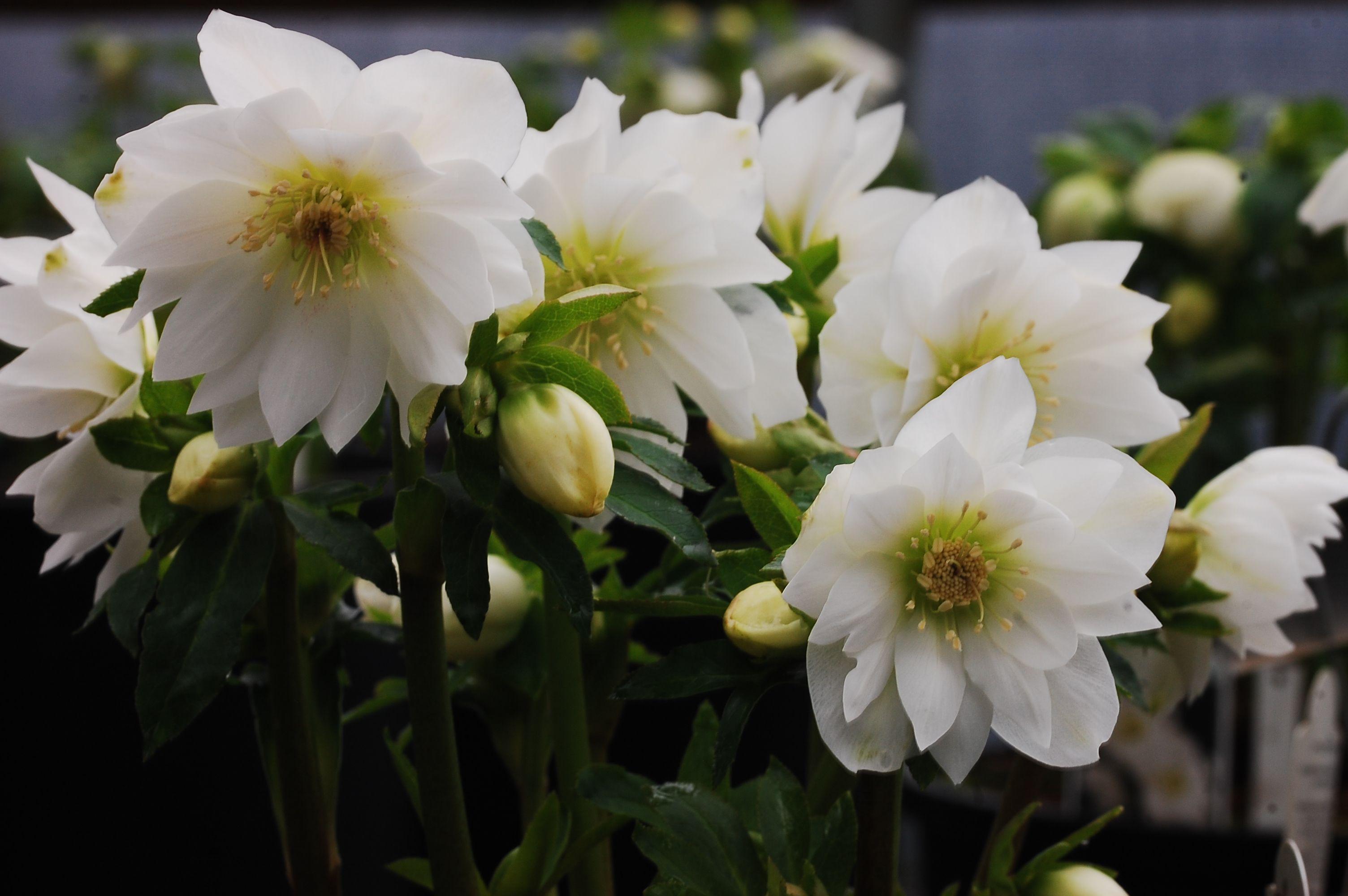 Helleborus x hybridus Helleborus Winter Jewels® Sparkling Diamond from ...