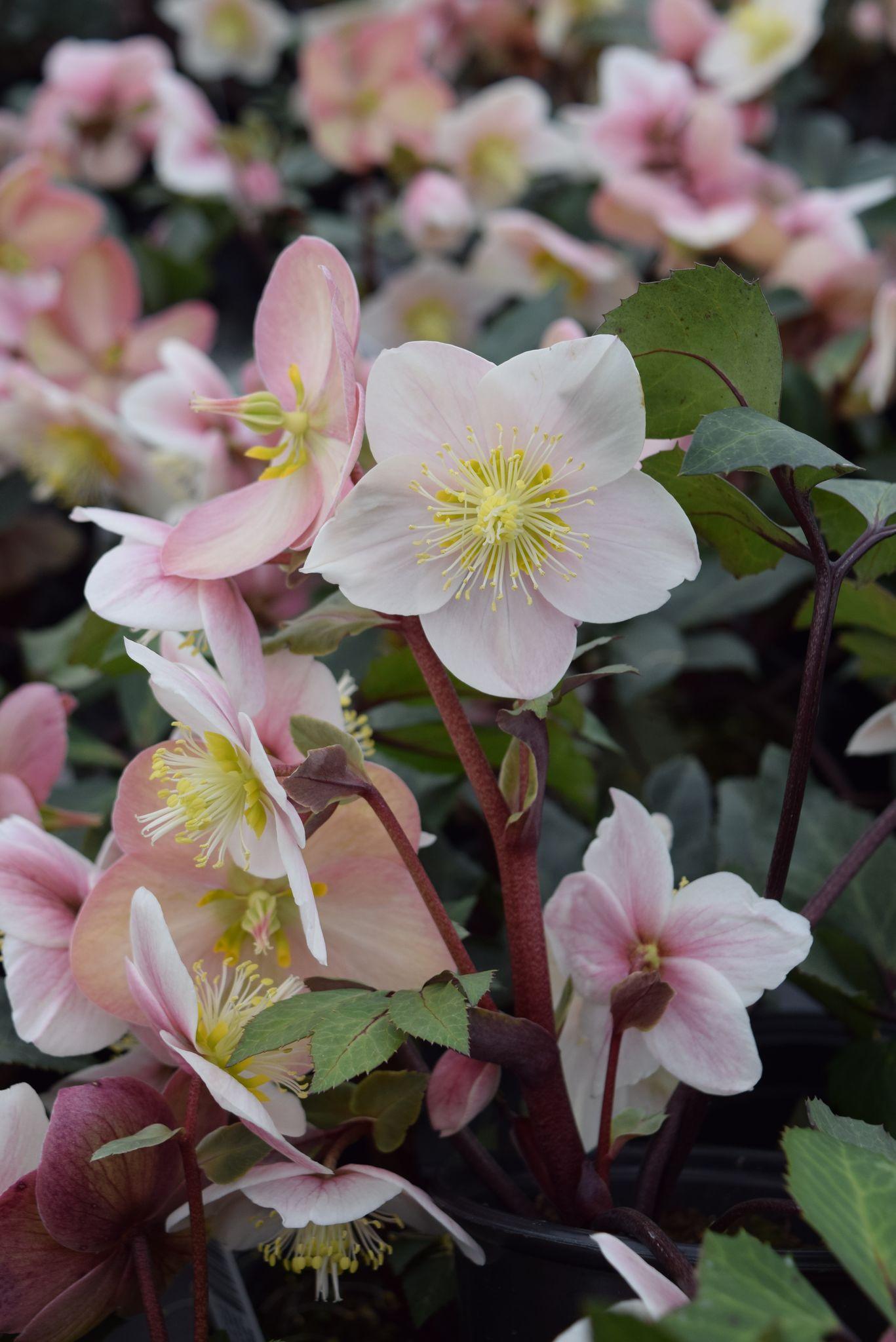 Helleborus x ericsmithii 'COSEH 790' Helleborus Gold Collection ...
