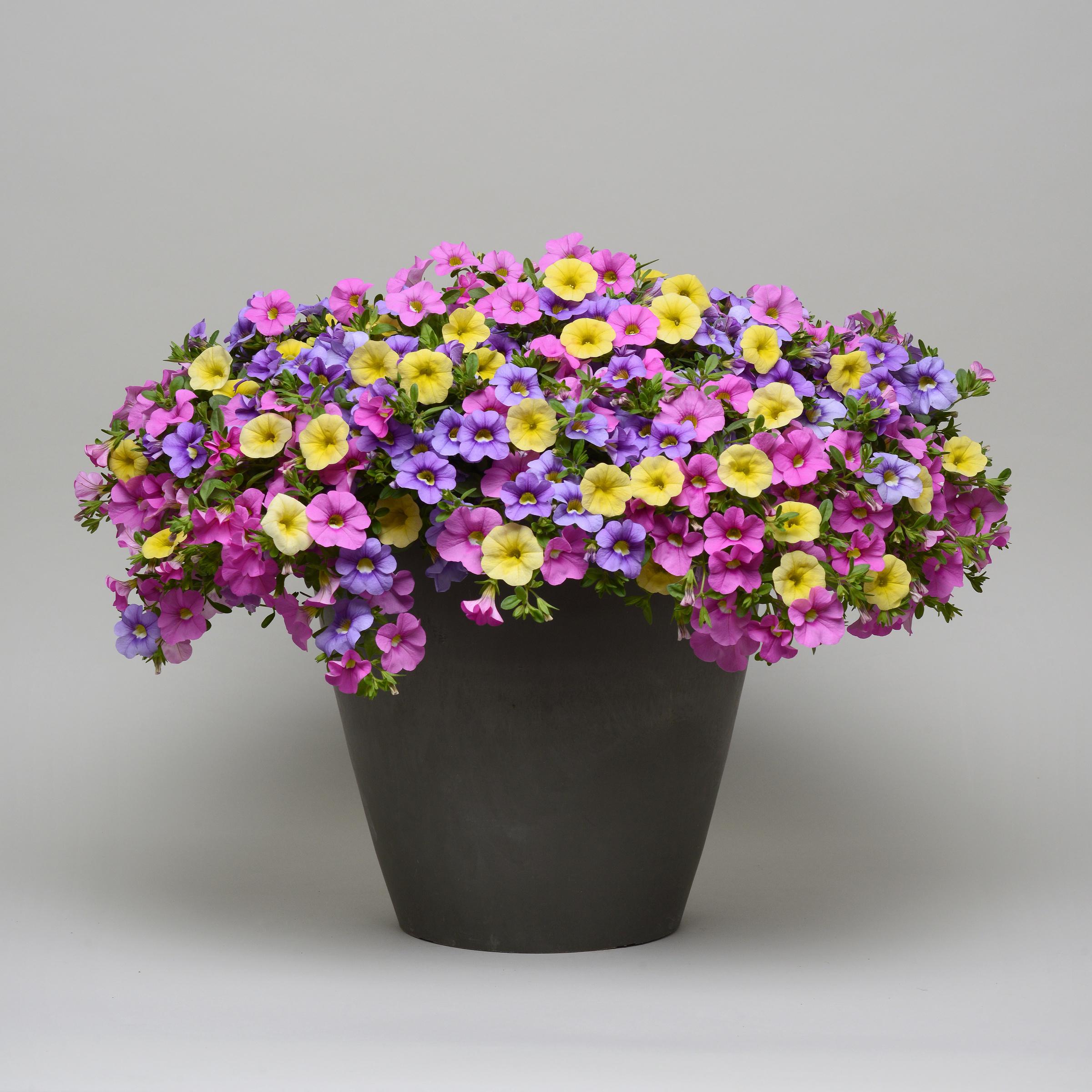 Combo Pot MixMasters™ Spring Showers from Plantworks Nursery