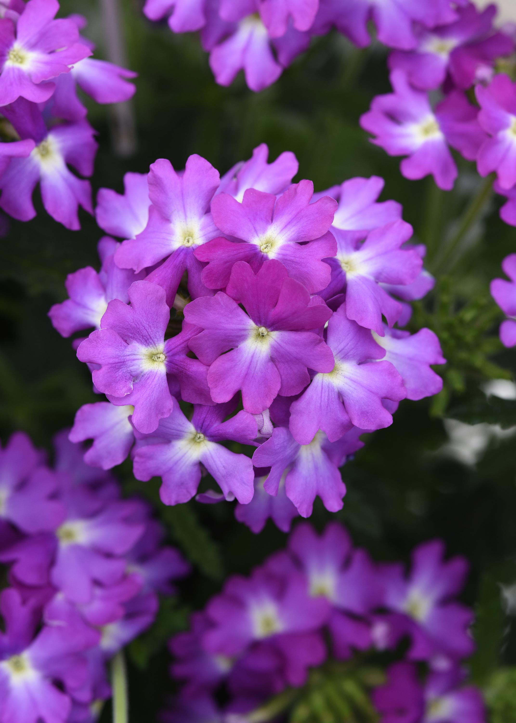Verbena peruviana 'Balcadavluim' Verbena Cadet Upright™ Lavender Blue ...