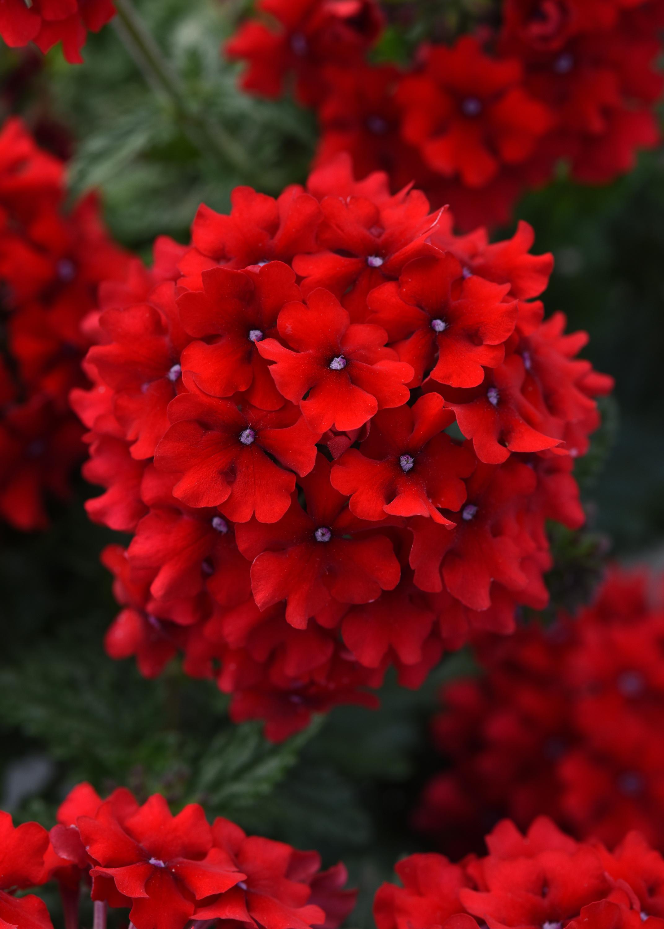 Verbena peruviana 'Balcadredim' Verbena Cadet Upright™ Red Improved ...