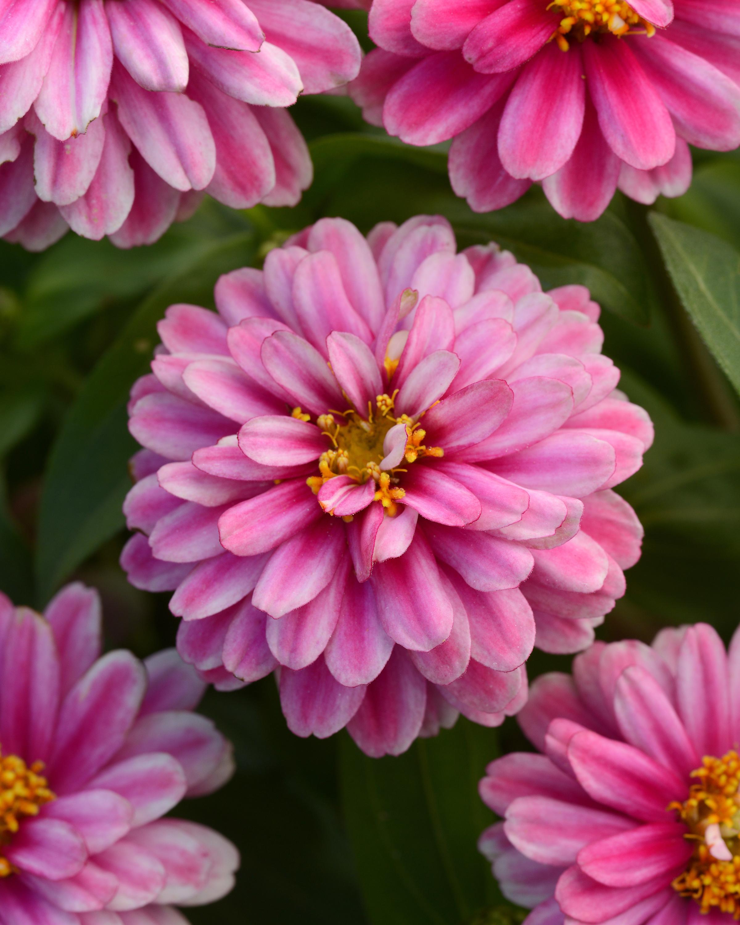 Zinnia marylandica 'PAS1246684' Zinnia Zahara™ Double Raspberry Ripple ...
