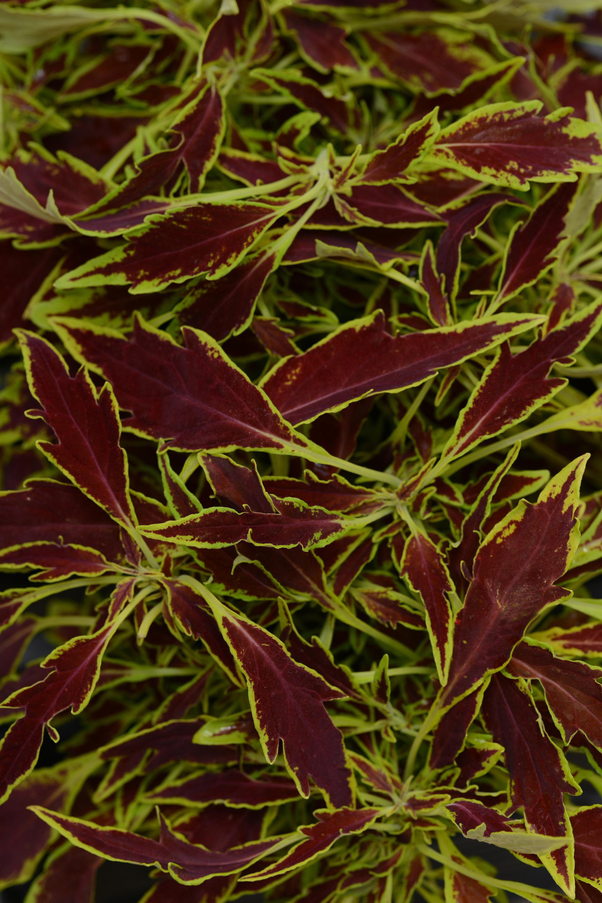 Solenostemon scutellarioides 'UF 15-6-28' Coleus FlameThower™ Serrano ...