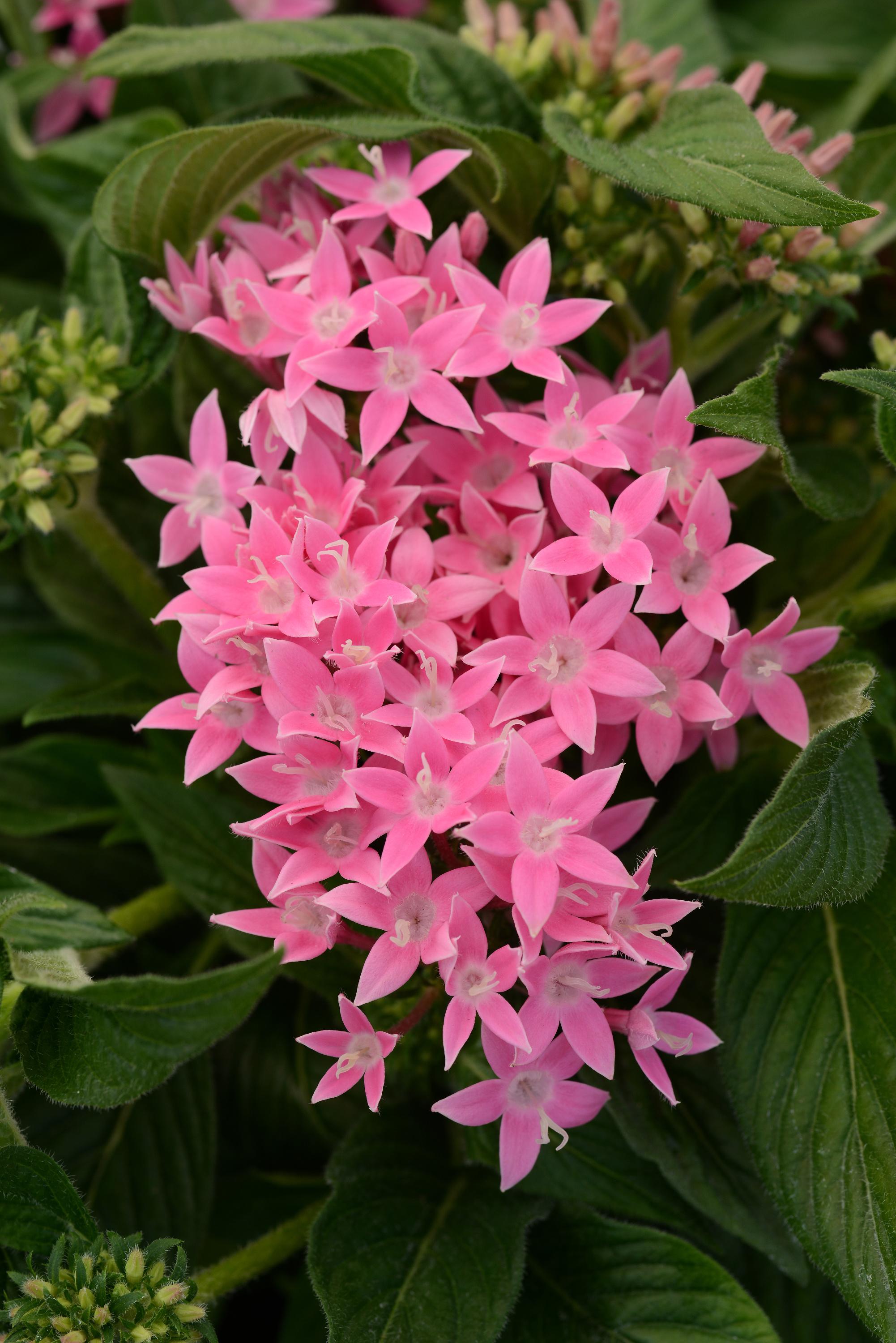 Penta lanceolata 'PAS1096468' Penta Lucky Star® Pink from Plantworks ...