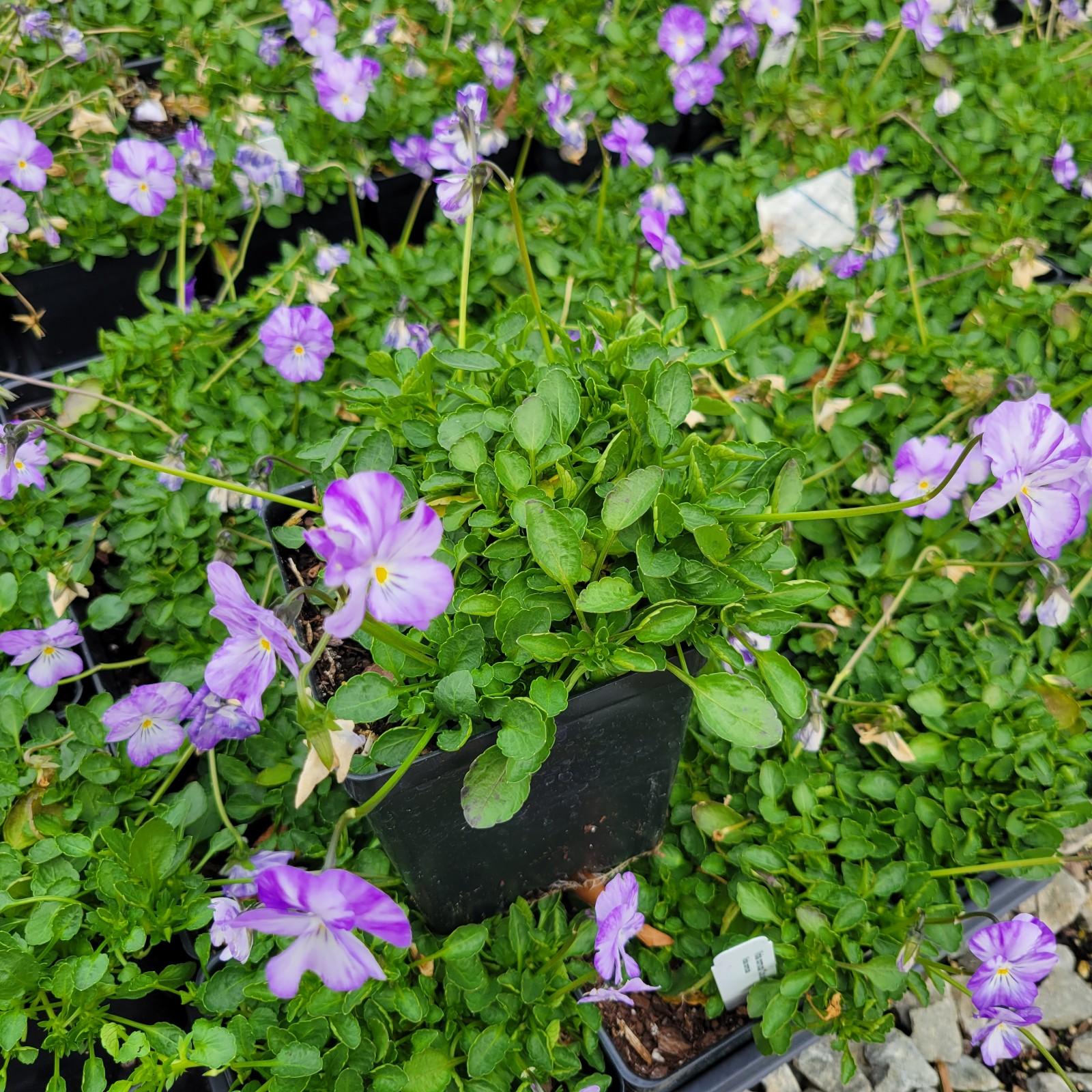 Viola cornuta 'Columbine' Viola cornuta 'Columbine' from Plantworks Nursery