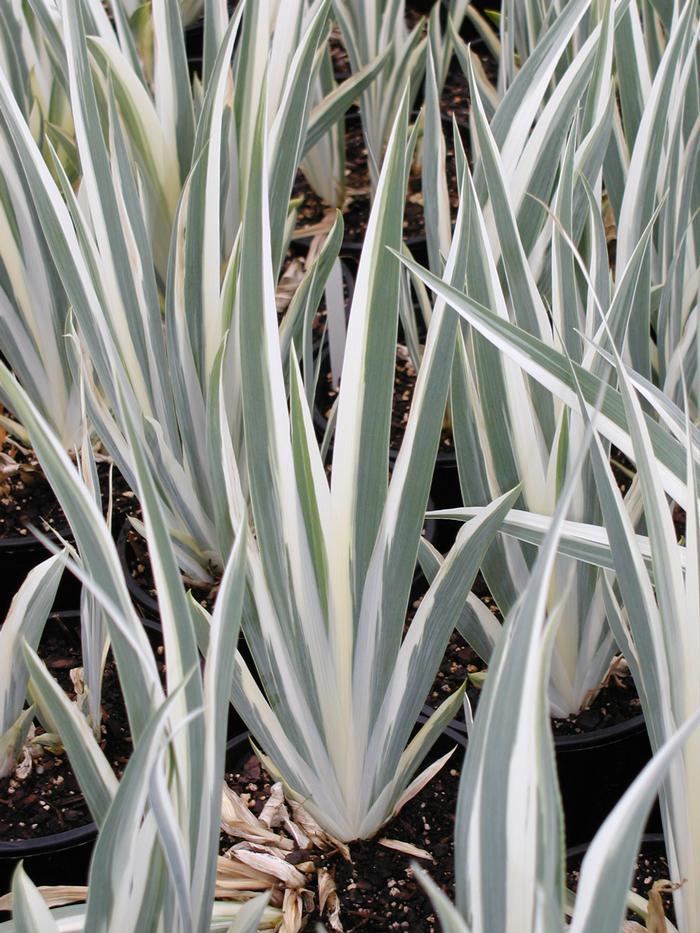 Iris pallida 'Alba' Iris pallida 'Alba' from Plantworks Nursery