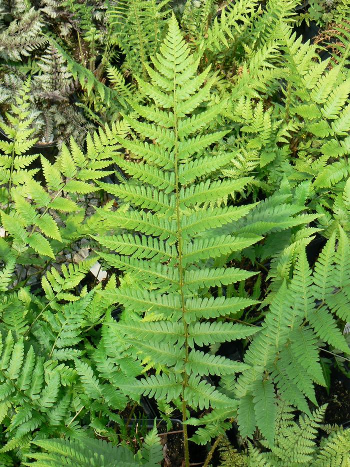 Fern : Dryopteris celsa 'Log' Fern from Plantworks Nursery