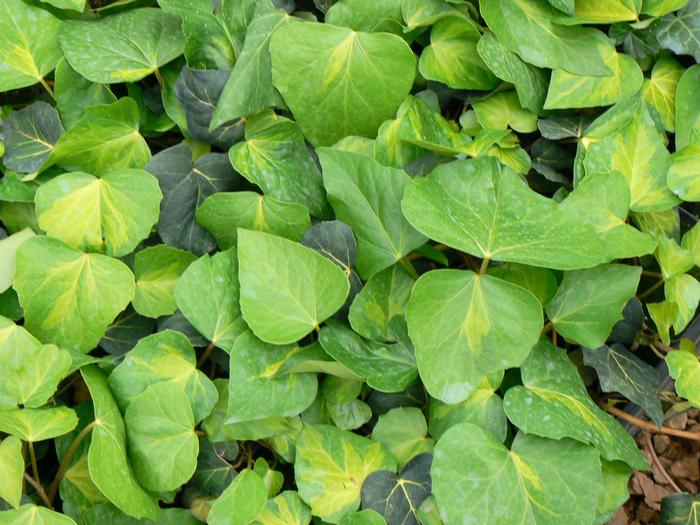 Hedera colchica 'Sulphur Heart' Persian Ivy from Plantworks Nursery