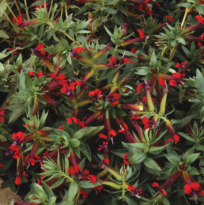 Cuphea x 'Firecracker' Cuphea 'Firecracker' from Plantworks Nursery