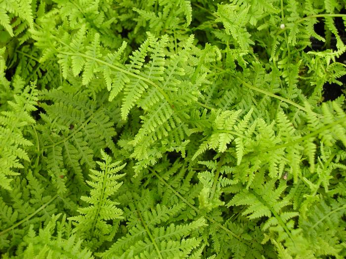 Athyrium filix-femina 'Victoriae' 'Victoria' Lady Fern- A. filix-femina ...