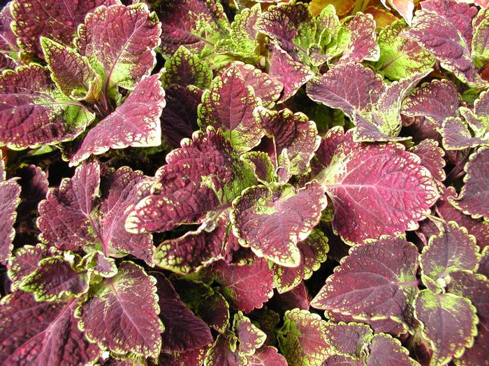 Coleus scutellarioides 'Sun Jade' Coleus from Plantworks Nursery