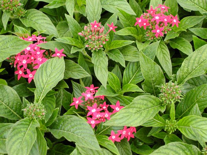 Penta 'Butterfly Pink' Starflower from Plantworks Nursery