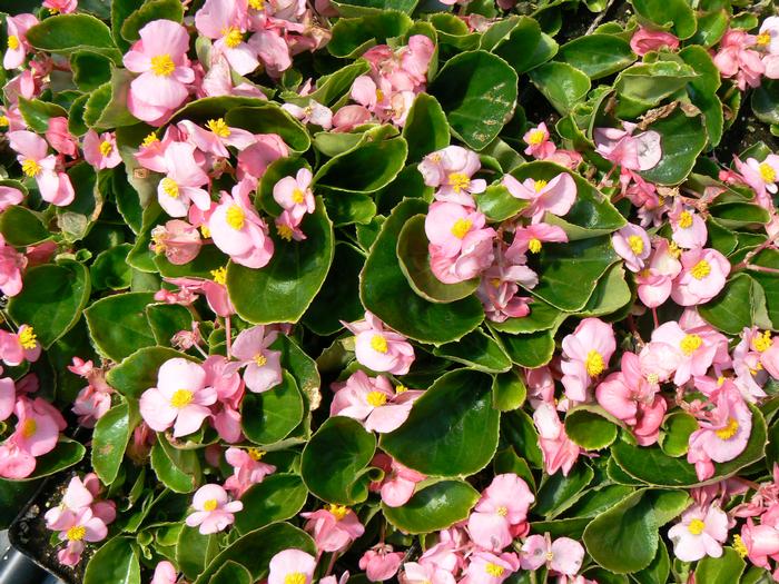 Begonia 'Ambassador Pink' Begonia from Plantworks Nursery