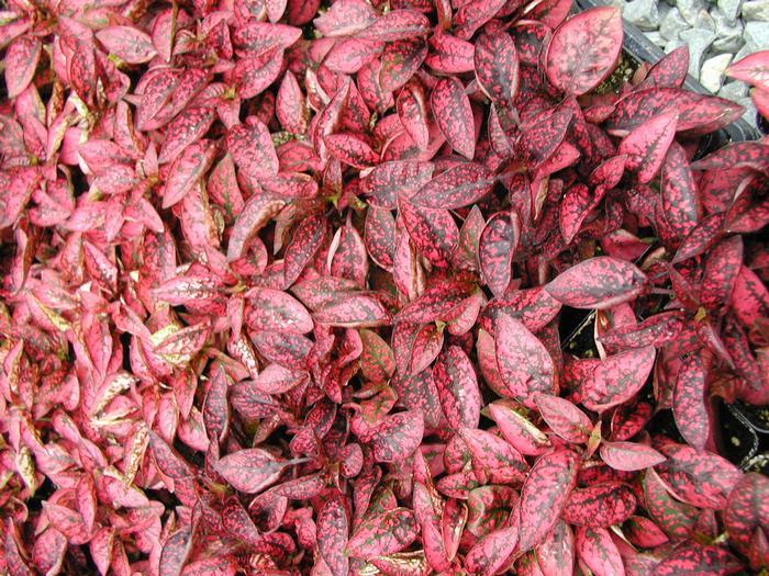 Hypoestes phyllostachya 'Red' Polka Dot Plant from Plantworks Nursery