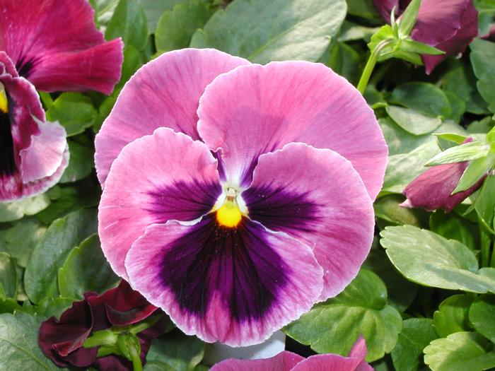 Pansy 'Colossus Rose' Pansy from Plantworks Nursery