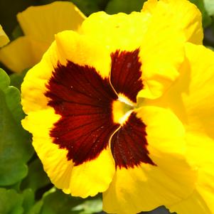 Pansy 'Colossus Yellow'