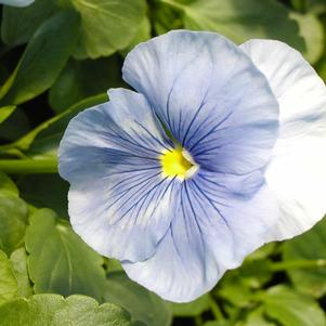 Pansy 'Crown Azure'