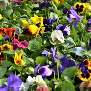 Pansy 'Matrix Blotch Mix'