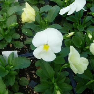 Pansy 'Matrix Primrose'