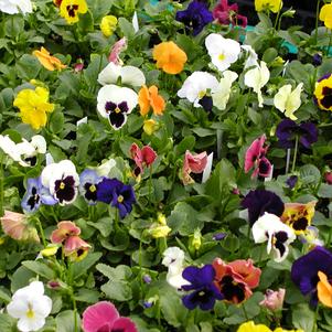 Pansy 'Matrix Mix'