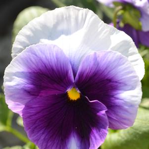 Pansy 'Delta Beaconsfield'