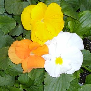 Pansy 'Delta Citrus Mix'