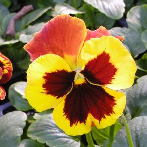Pansy 'Delta Fire'