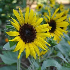 Sunflower 'Junior'