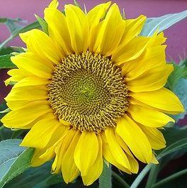 Sunflower 'Pacino Gold'